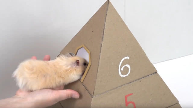 将仓鼠放进金字塔迷宫,它能逃出来吗?画面不可思议