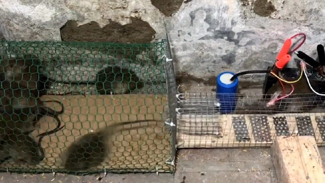 教你制作百分百成功的捕鼠器,老鼠一看见,不自觉就想钻进来的那