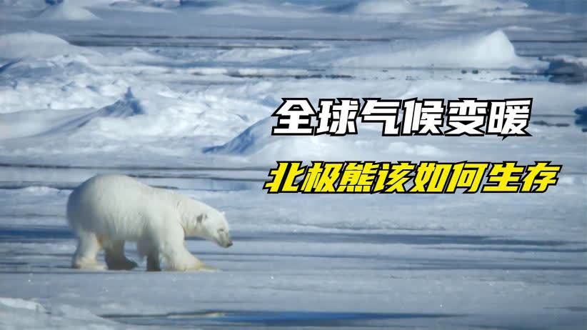 全球气候变暖,北极熊该如何生存