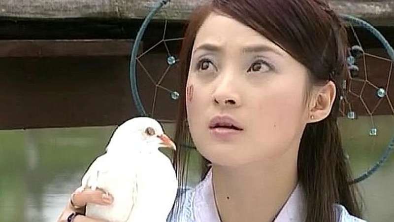 女子放出信鸽想给爱人传信,不料却被父亲阻止