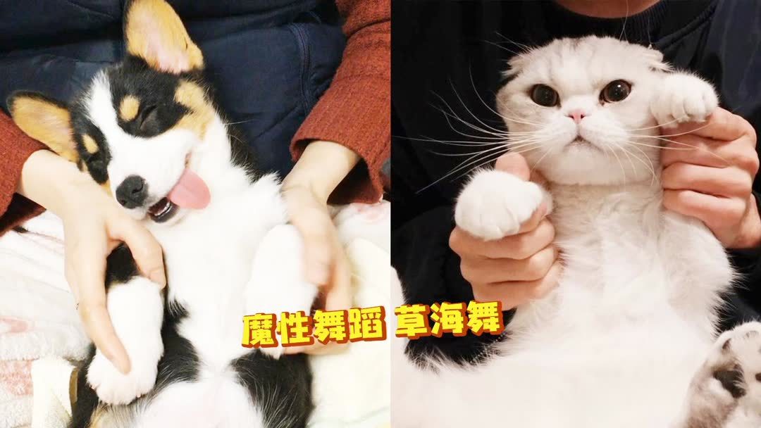 请欣赏由猫狗兔鼠和铲屎官带来的超魔性舞蹈:海草舞!