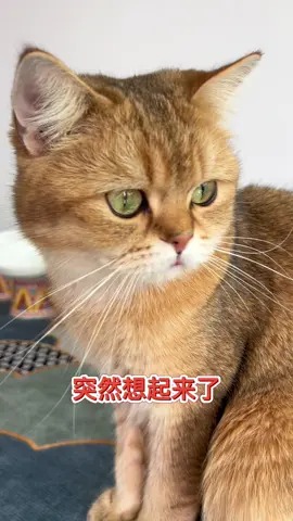 又憨又傻,像不像你家的憨憨?#谁能拒绝傻憨憨的小猫咪 #家有傻猫