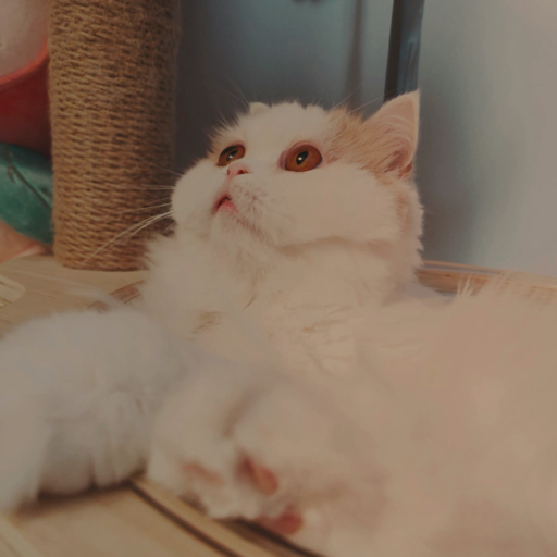 小熊猫吃竹子ing 