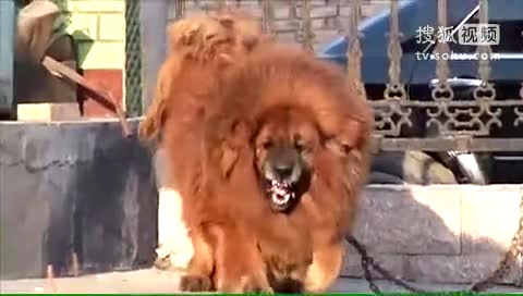 犬中之王--猛如雄狮的东方神犬:藏獒