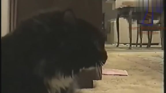 掌握喵星人语言的猫,语言太神奇了