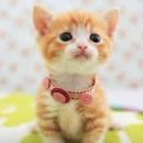 黑夜里★的萤火 