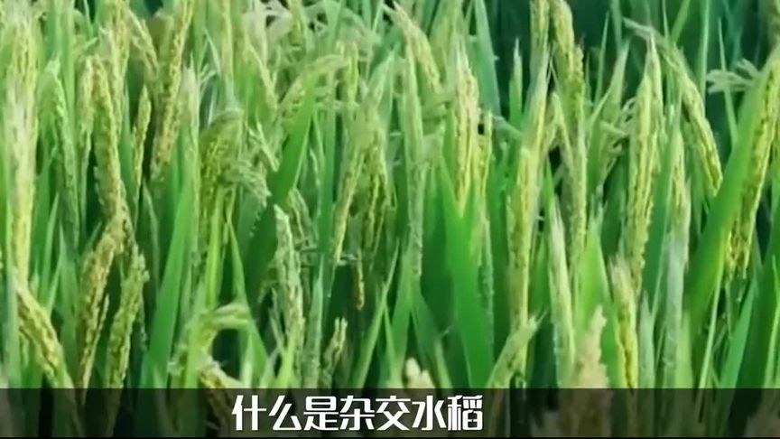 #抖音助农 什么是杂交水稻