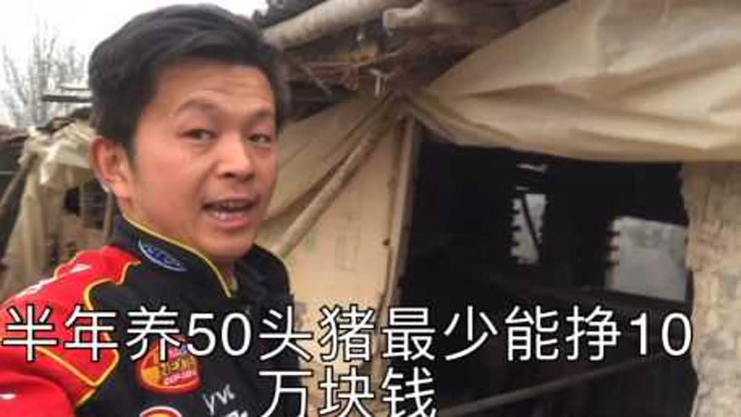 农村小伙家里养猪,告诉你,五十头猪,能挣十几万块钱真厉害
