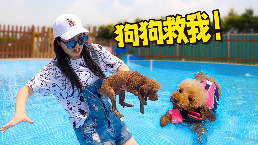 狗狗天生会游泳吗?女主人落入泳池,小泰迪会有什么反应?