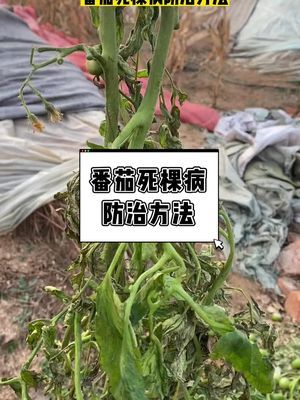 番茄死棵病防治方法#现代农业 #农业种植 #种植技术 #大棚种植 #番茄种植