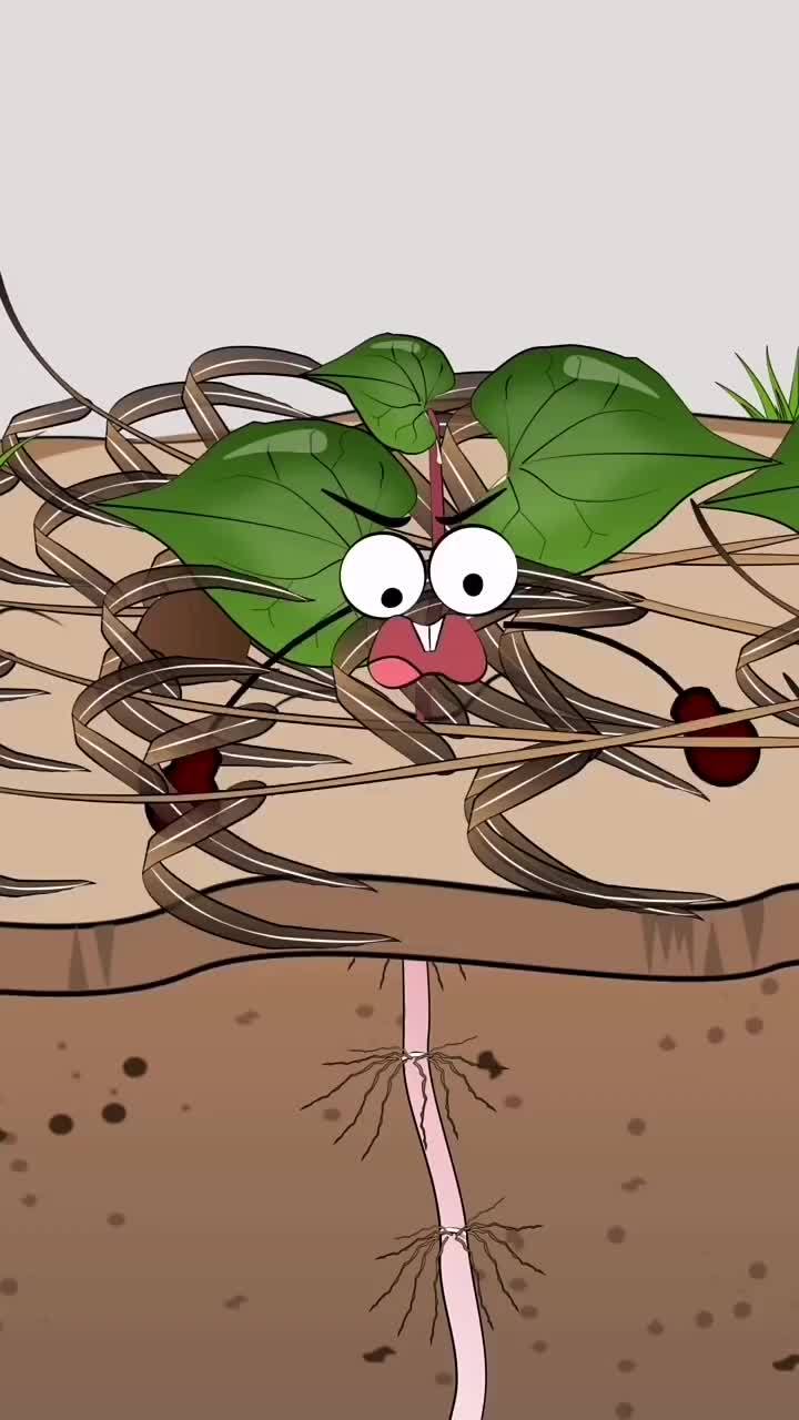 你知道吗?种植鱼腥草用稻草覆盖可以起到保温保湿的作用哦!