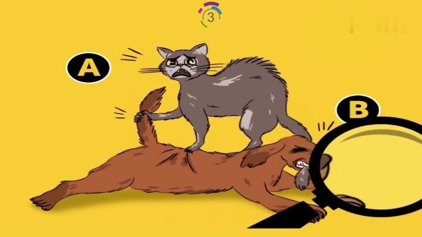 益智推理:猫和狗打架,谁会更疼?