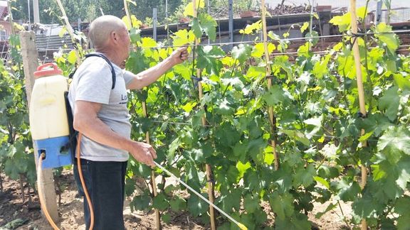 你知道葡萄怎么生长出来的吗?老大爷为你记录葡萄生长视频(6)