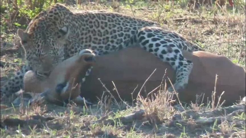 花豹的高超捕猎技巧,捕获比自己身体大很多的羚羊