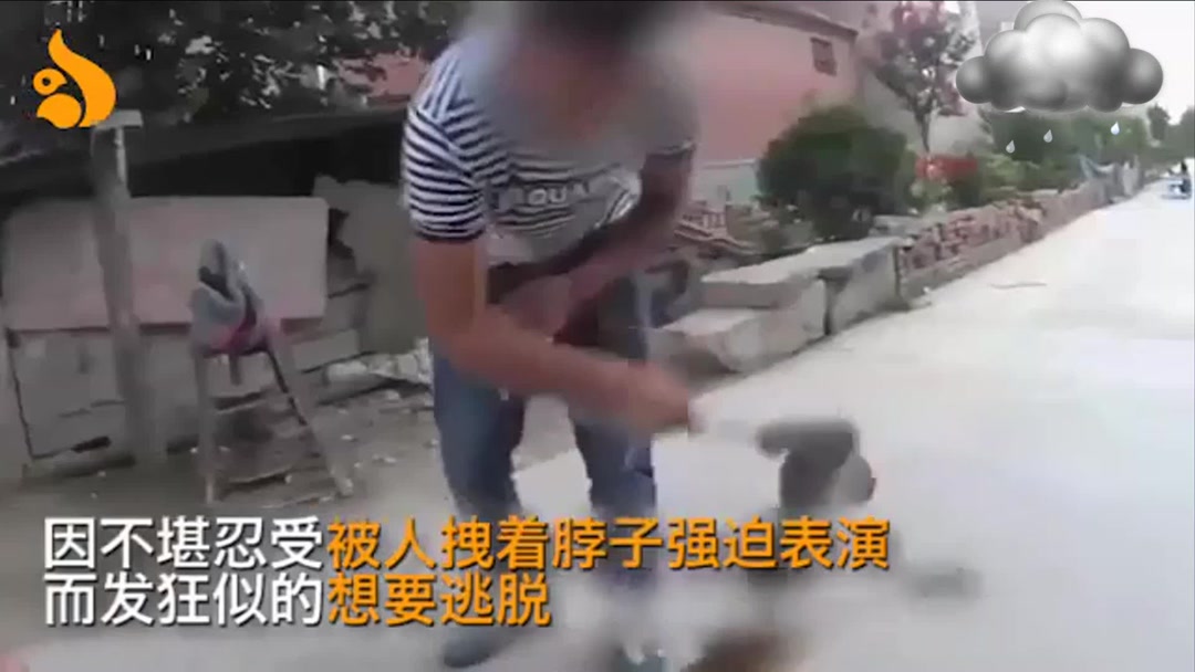 看的好难过,揭示马戏团训练动物过程,简直触目惊心