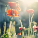 皓哥眼中的娱乐 