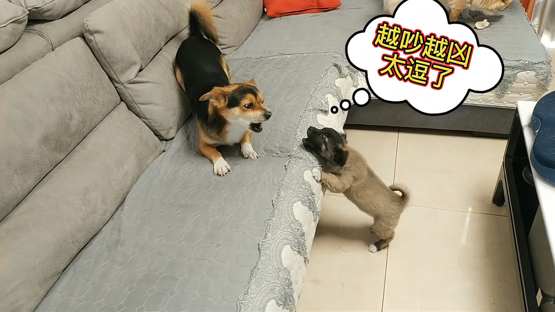 小奶狗跟大狗吵架,奶凶奶凶的嚣张至极,一见大狗生气,立马怂了