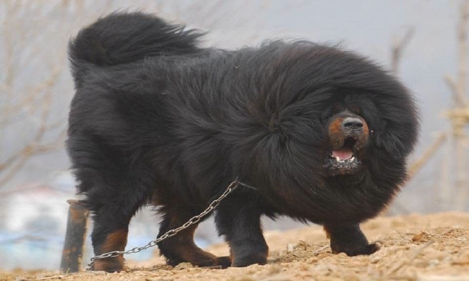 曾经那么火爆的藏獒,为什么现在很少见到了?看完实在心疼