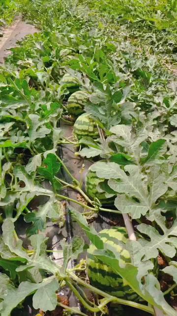 新农人计划2022农业种植种植小技巧