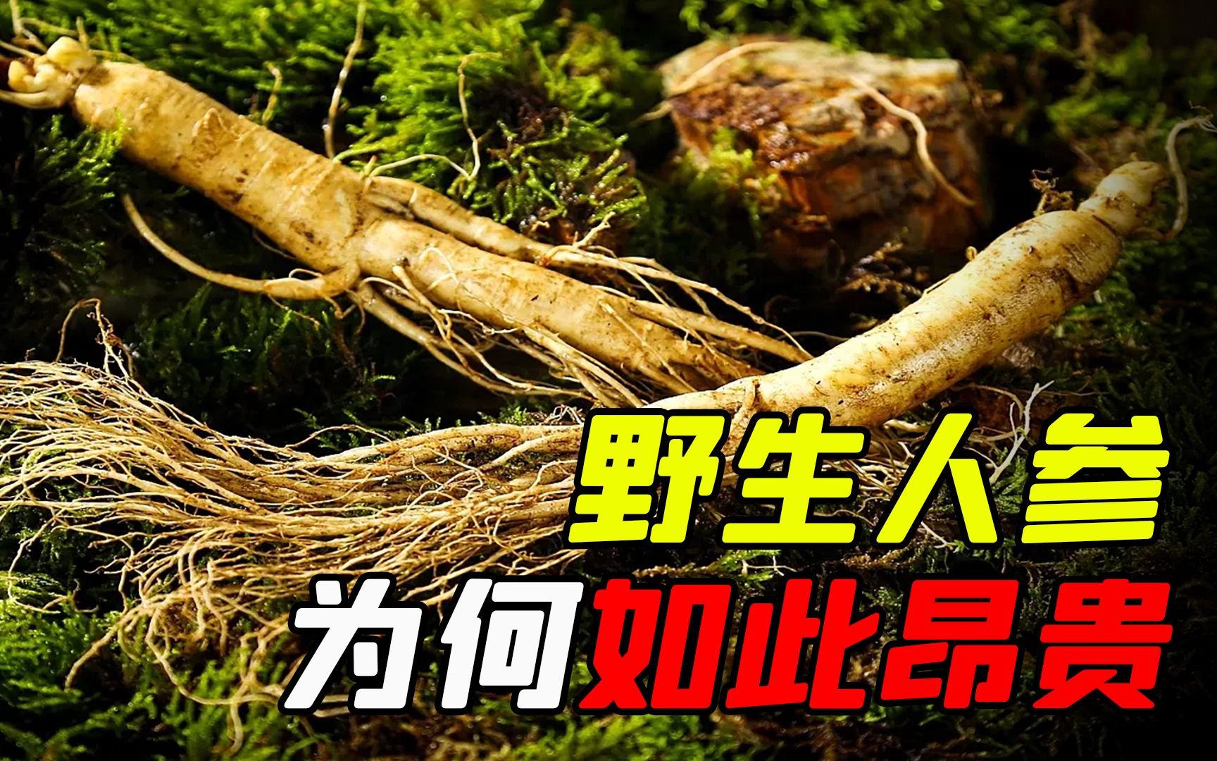 同样是人参,为何野生人参每克数千元,人工种植的却论斤卖?