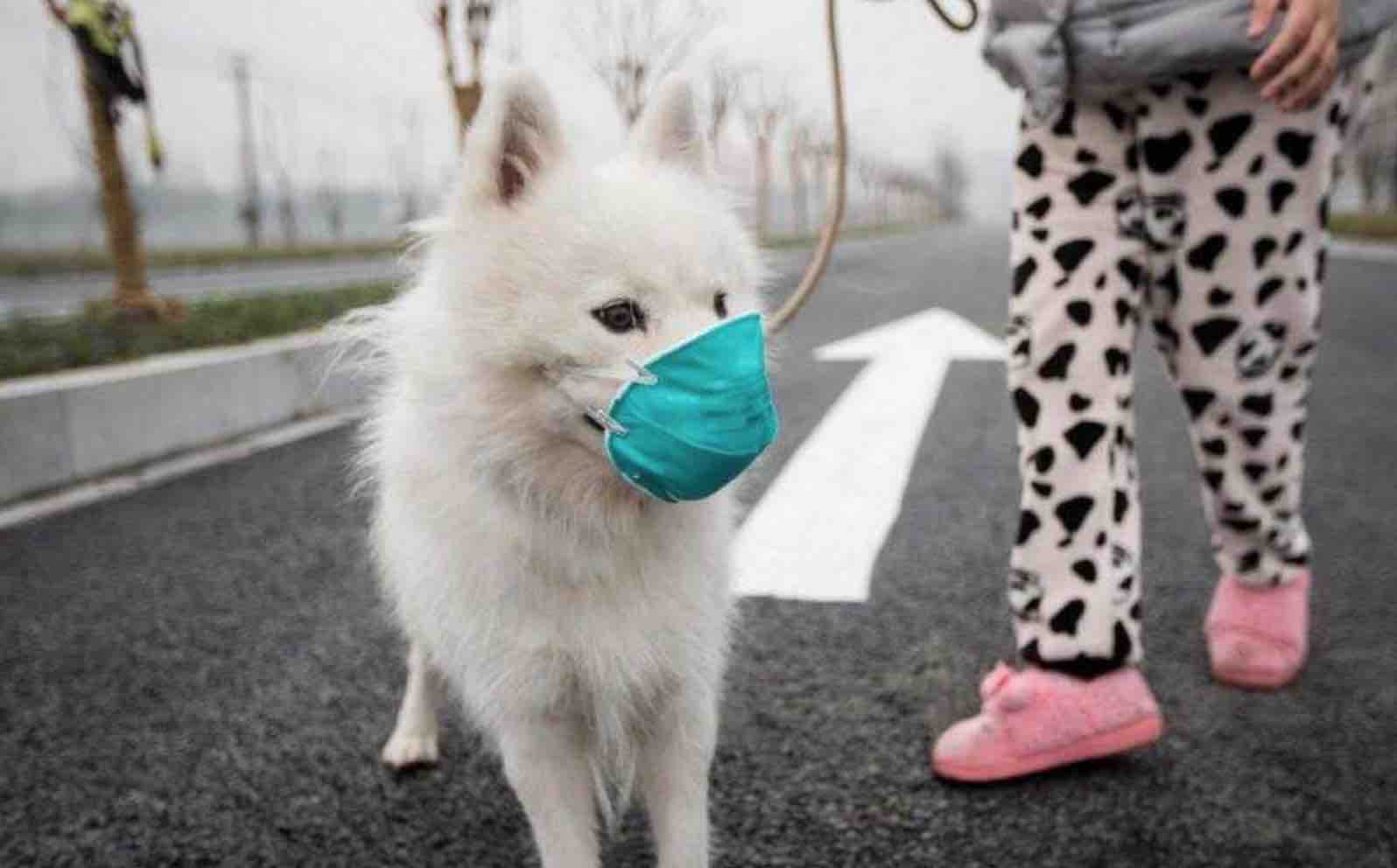 速戳!宠物狗新冠病毒弱阳性是否传染人?