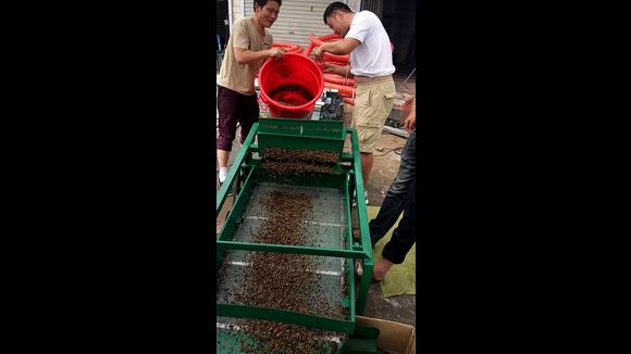 玉米振动筛 清理各种颗粒物 稳定性好 两成筛网 非常干净