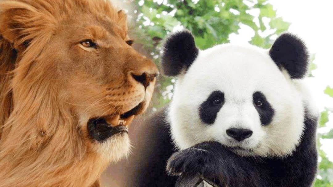 世界十大熊族猛兽,第七名是国宝,第三名狮子老虎都不敢惹
