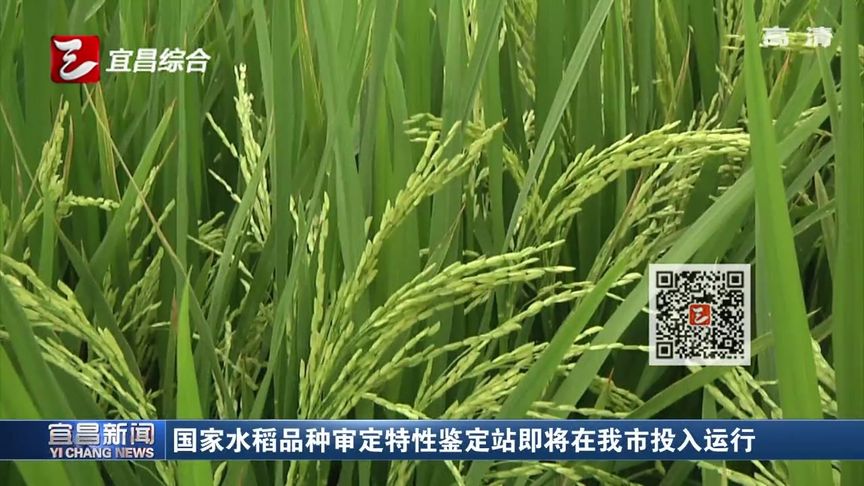 国家水稻品种审定特性鉴定站即将在宜昌市投入运行