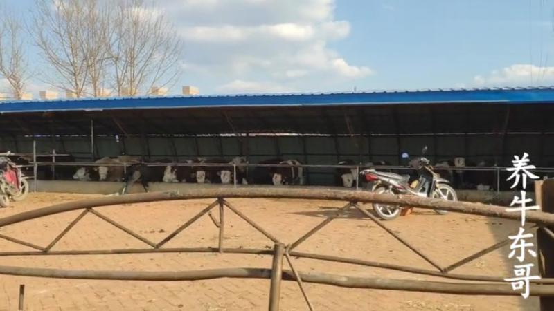 中国农村养牛合作社集中观察的牛 一到喂牛的时候非常热闹
