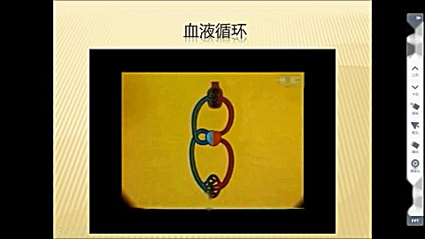 《心脏和血管》视频微课