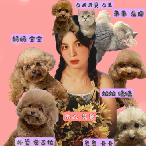 四个泰迪的妈妈艾碧 
