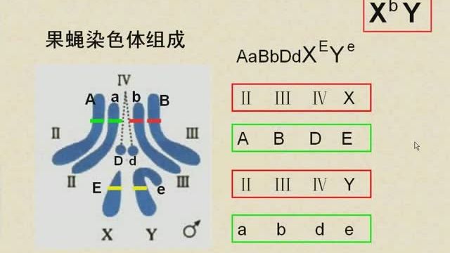 高中生物一轮复习——染色体变异(含习题讲解)
