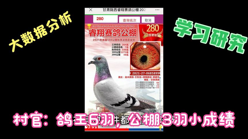 打高分速公棚的赛鸽应该是什么样的?村官:大数据搜集分析是关键