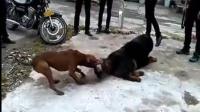 比特秒杀藏獒, 比特犬vs藏獒, 作死比特咬住藏獒尾巴