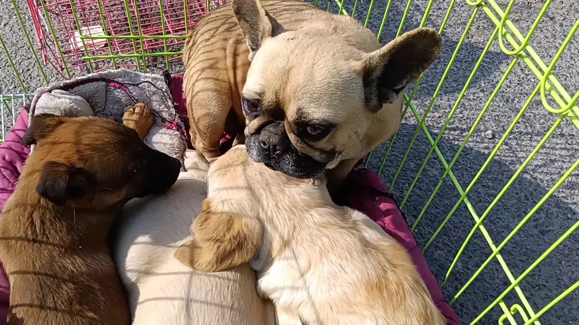 春节一到,狗市宠物狗还真不少,品种齐全,有喜欢的来年在发货