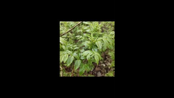 张家界莓茶,莓茶又名藤茶,而勾藤是一味中药,其主要功效是清肝