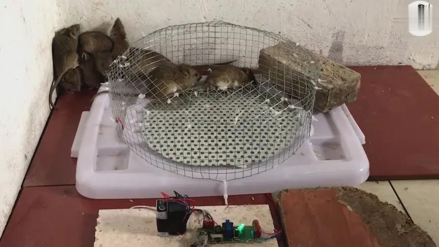 网友自制的捕鼠器,抵挡不住食物的"诱惑",乖乖的掉入陷阱