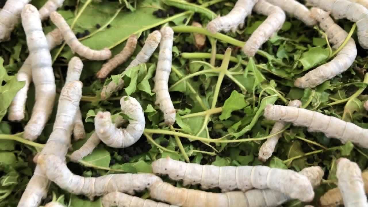 欣赏下这些蚕宝宝,七零后八零后都养过,也是这代人的美好回忆