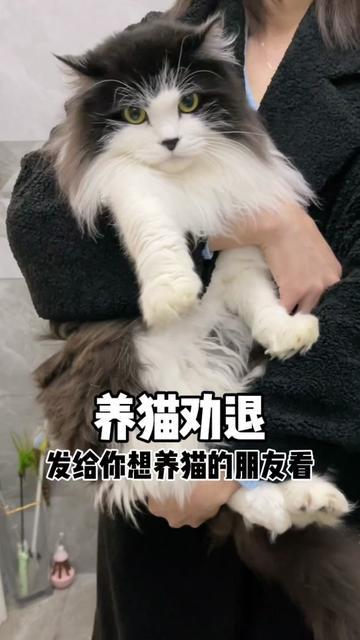 养宠人的快乐刮毛器,太解压了