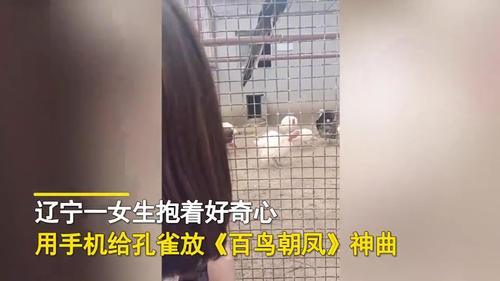 女生好奇给孔雀播放《百鸟朝凤》,唢呐一响众鸟鸣叫呼应