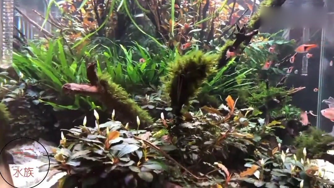 1.2米草缸,维护了一年,鱼缸设备一步到位,造景水平直追专业级