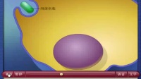 胞吞胞吐
