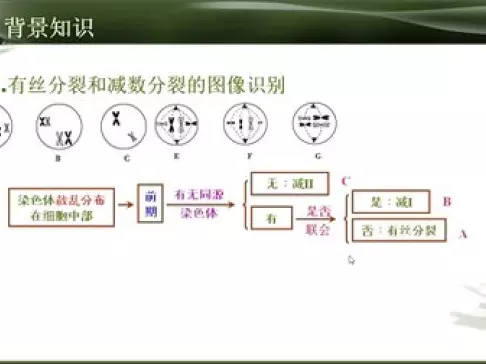 6.减数分裂与受精作用