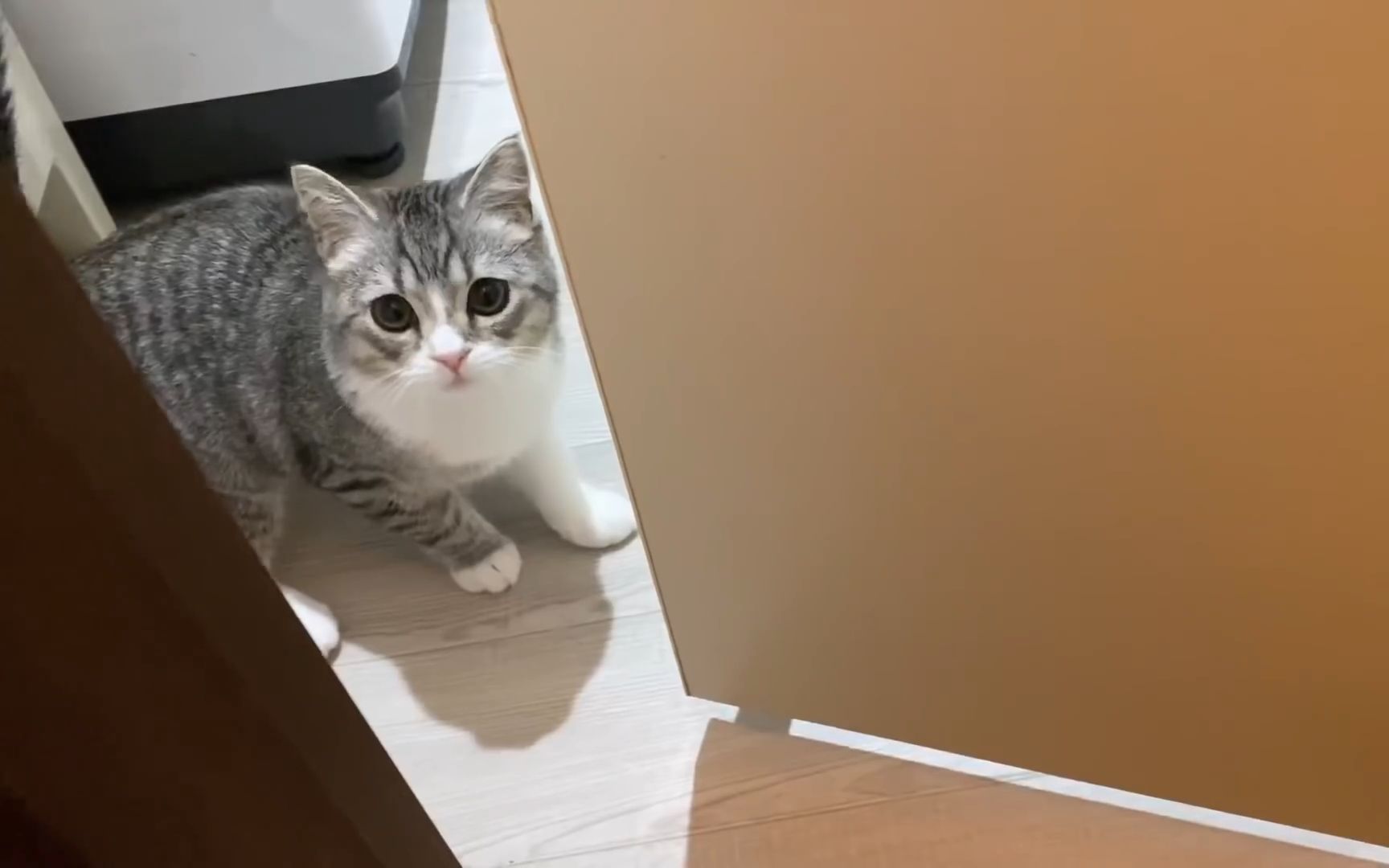 不想离开主人跟着他去洗手间的跟踪狂小猫…!哈哈