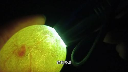 正在孵化的受精蛋,把外壳打碎了,心跳还在,有补救的方法吗?