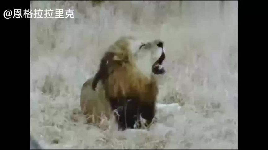狮王之王的吼声,极具穿透力,相当震撼,带上耳机聆听吧!