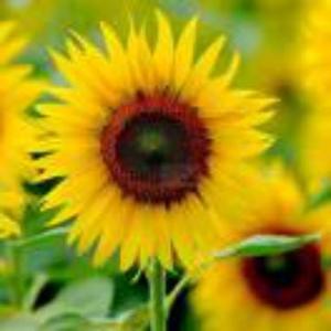 万老师书画艺术 