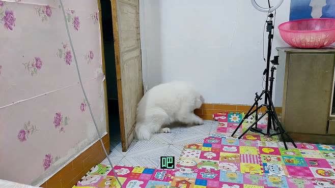 狗狗的幸福生活:不能出去玩的狗狗,只能这样努力刨地