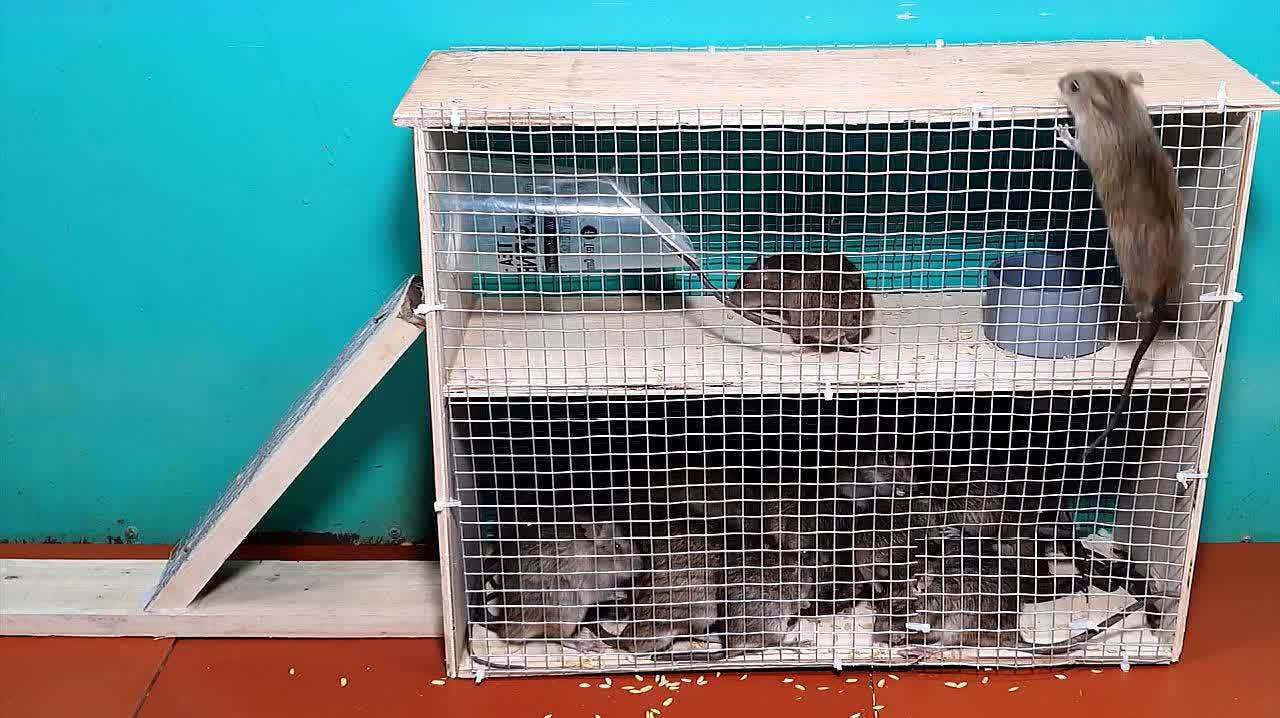 不知道的还以为是养鼠笼呢,慢慢看才发现这是捕鼠器啊