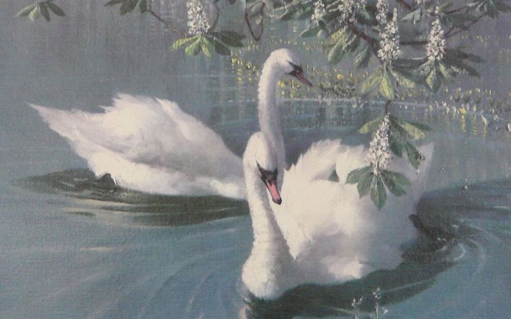 【Cherry】for 医学生-Medical school